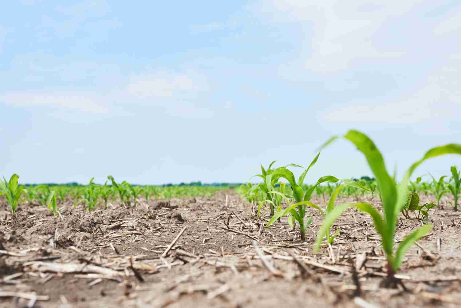 Plein champ : focus sur les pratiques agricoles durables - biznessroom.com